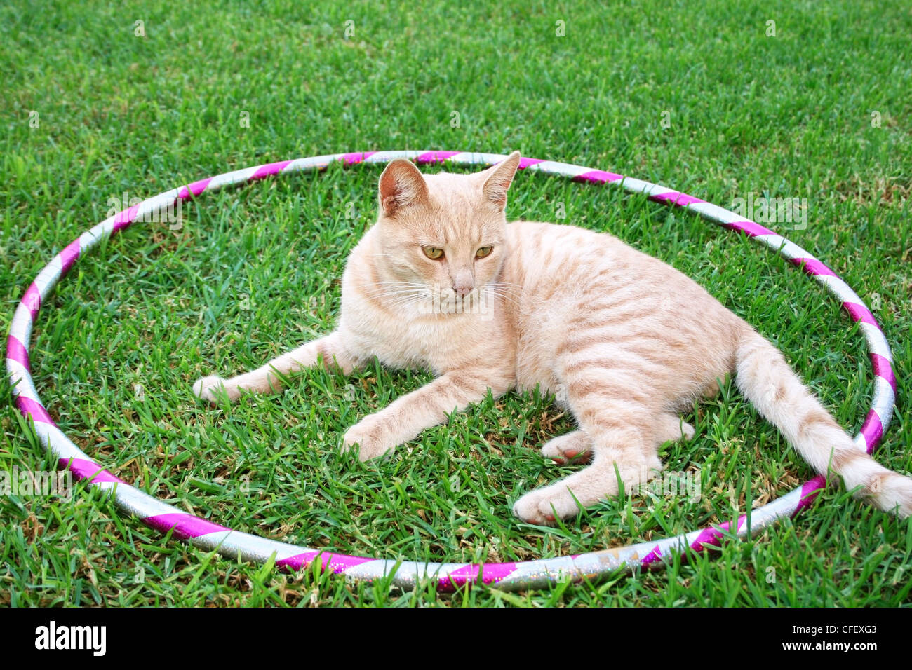 Tawny cat on green grass in hoola hoop Stock Photo - Alamy