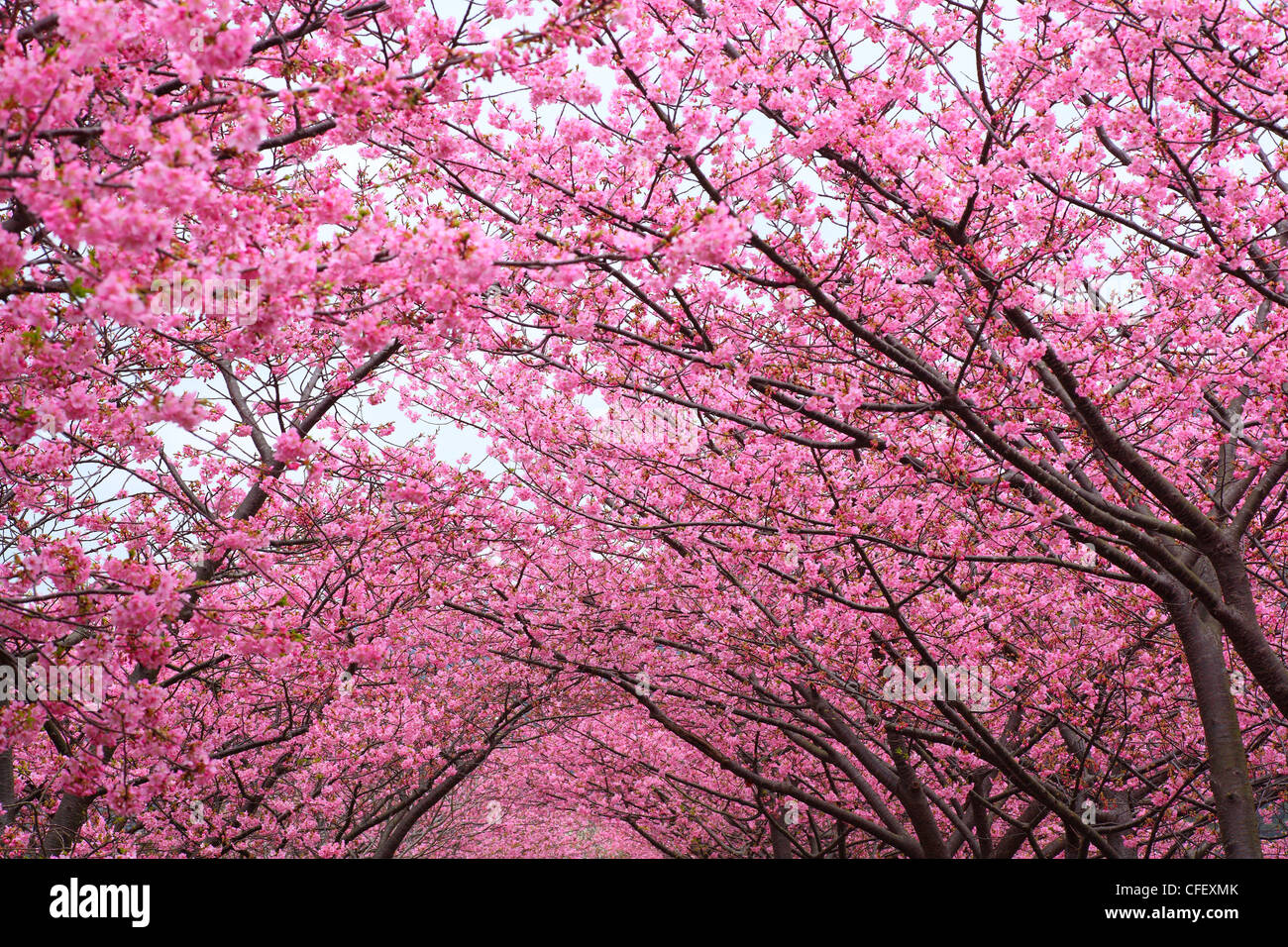 Sakura arch, Kawazu cherry tree in shizuoka japan Stock Photo - Alamy