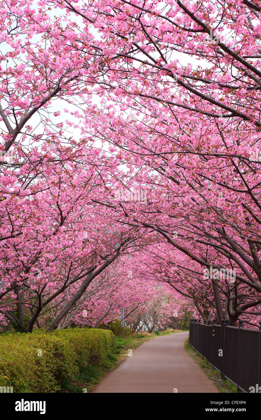 Sakura path, Kawazu cherry tree in shizuoka japan Stock Photo - Alamy