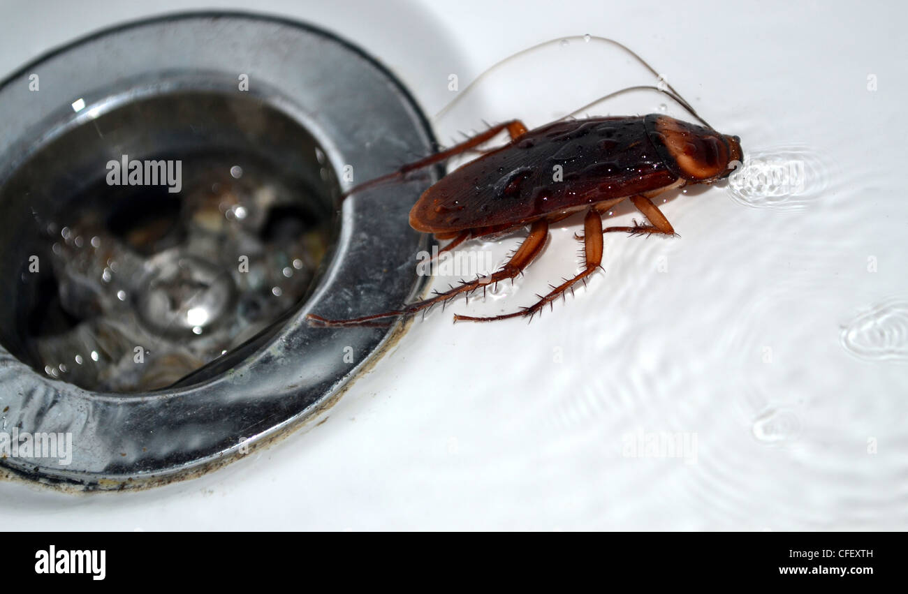 Floor cockroach hi-res stock photography and images - Alamy