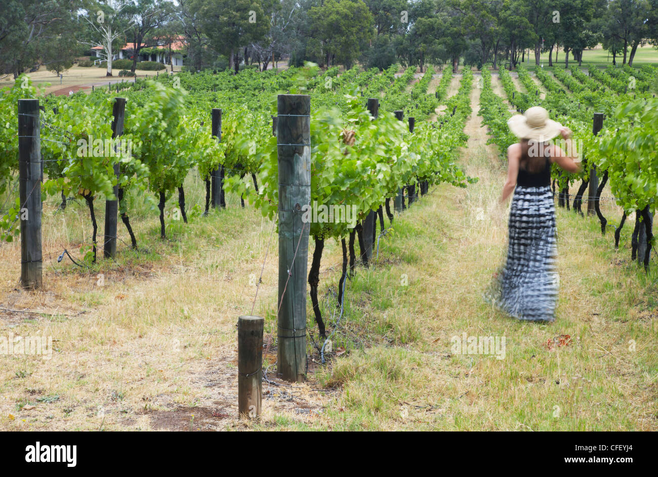 Woman walking through vines at Sandalford Winery, Swan Valley, Perth ...
