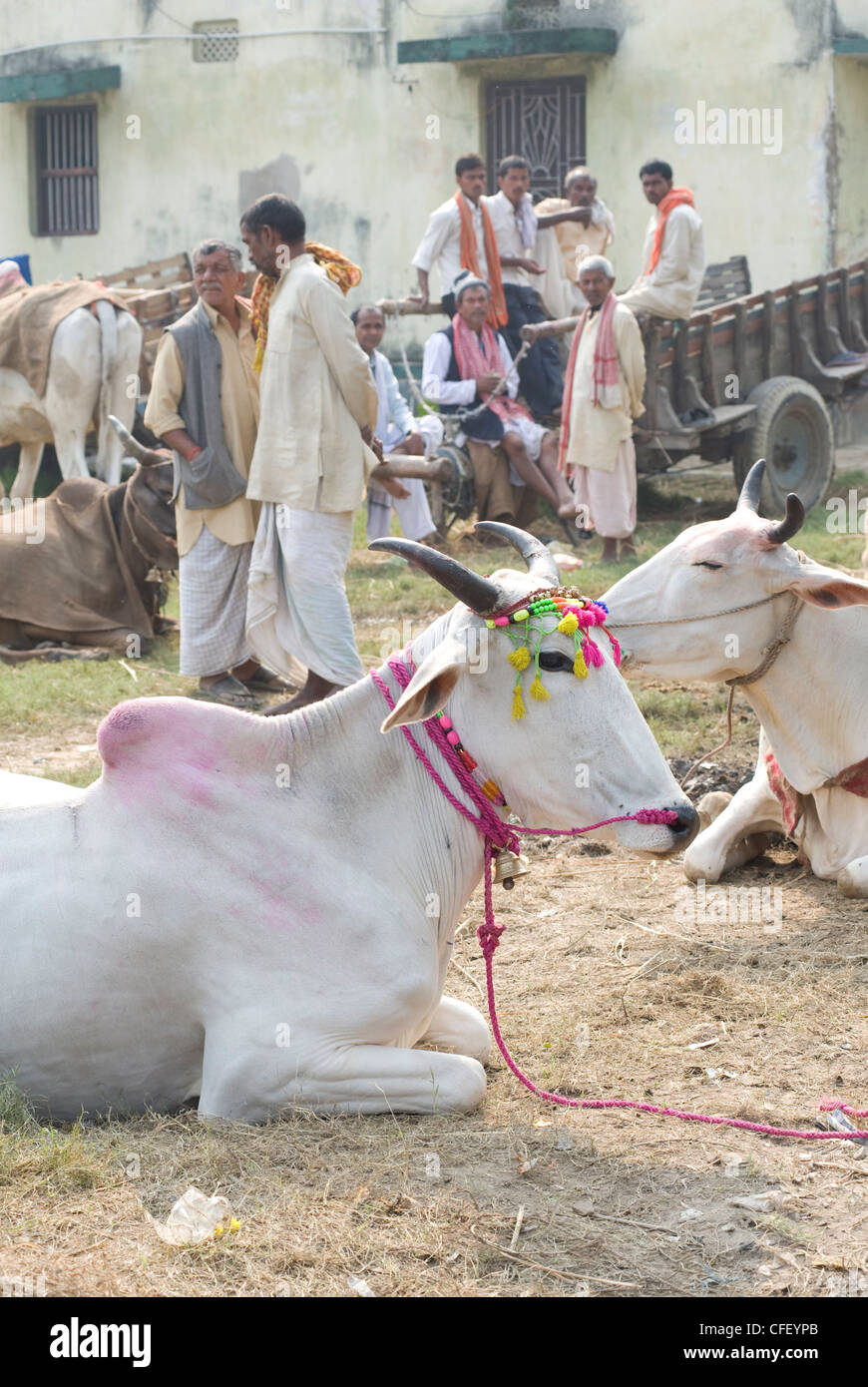 White cows, decorated for sale at the annual Sonepur Cattle Fair near ...