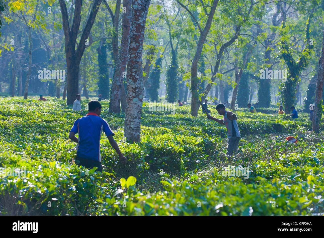 Worker in the Tea plantations in Assam, Northeast India, India, Asia ...