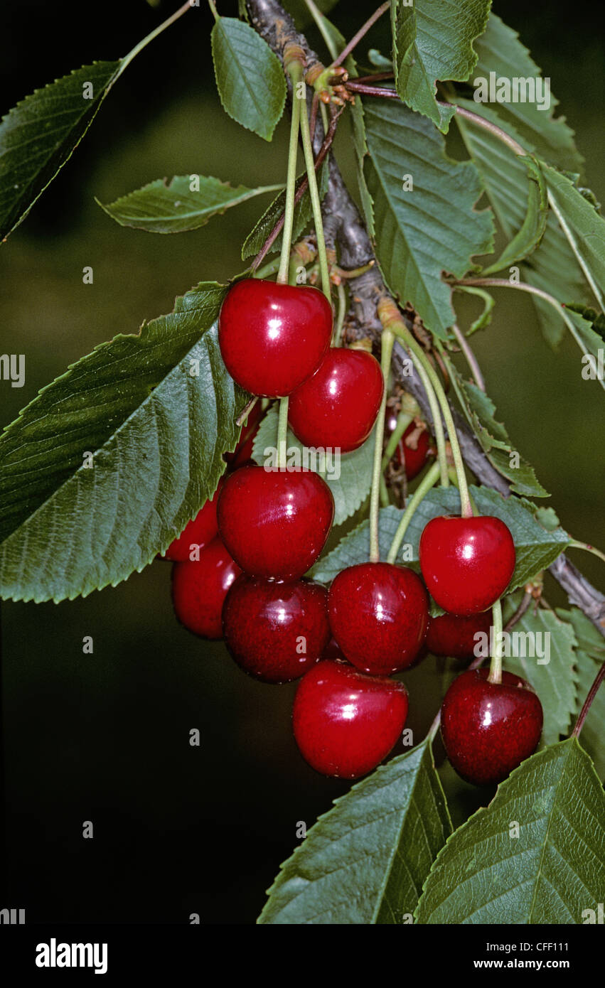 Ripe green fruit hi-res stock photography and images - Alamy