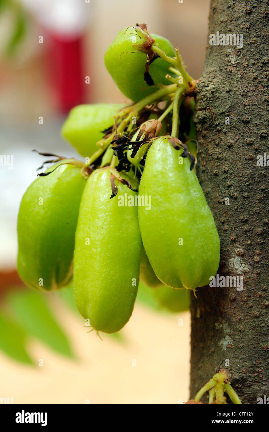 Averrhoa bilimbi (commonly known as bilimbi, cucumber tree, or tree ...