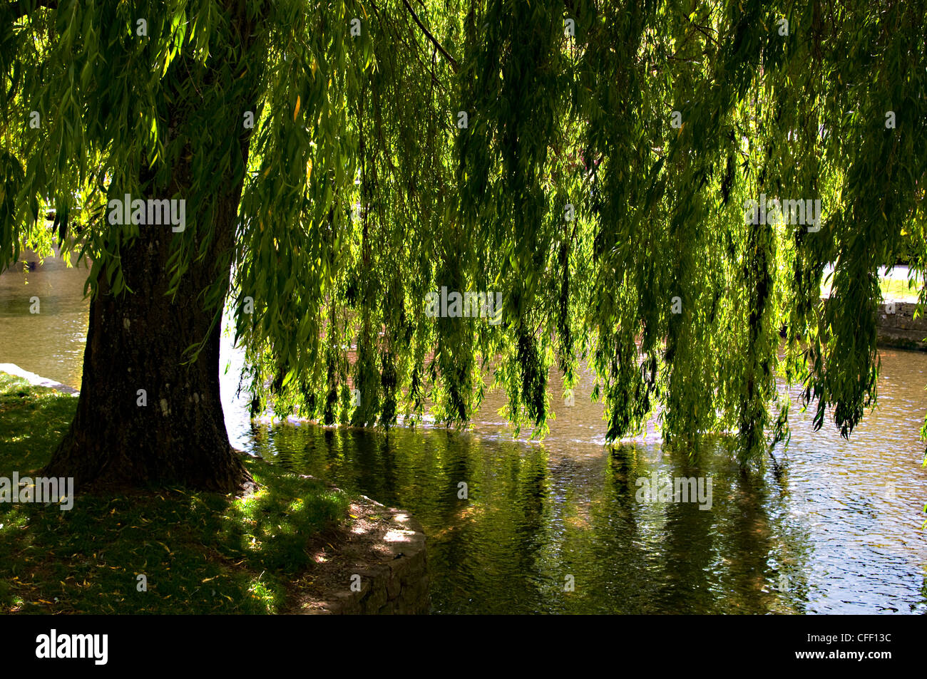 A Willow tree beside a stream, Britain Stock Photo - Alamy