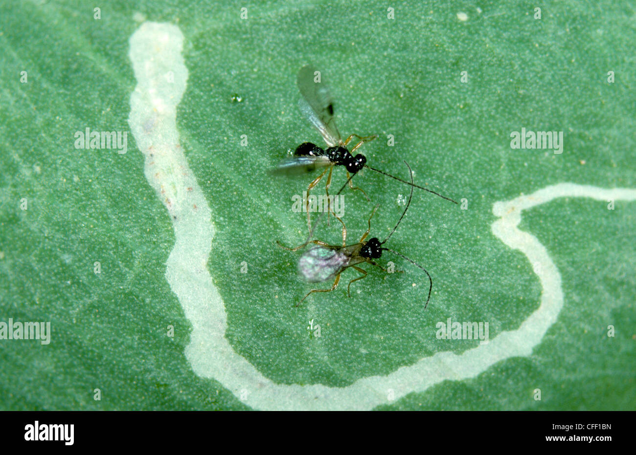 Leafminer hi-res stock photography and images - Alamy