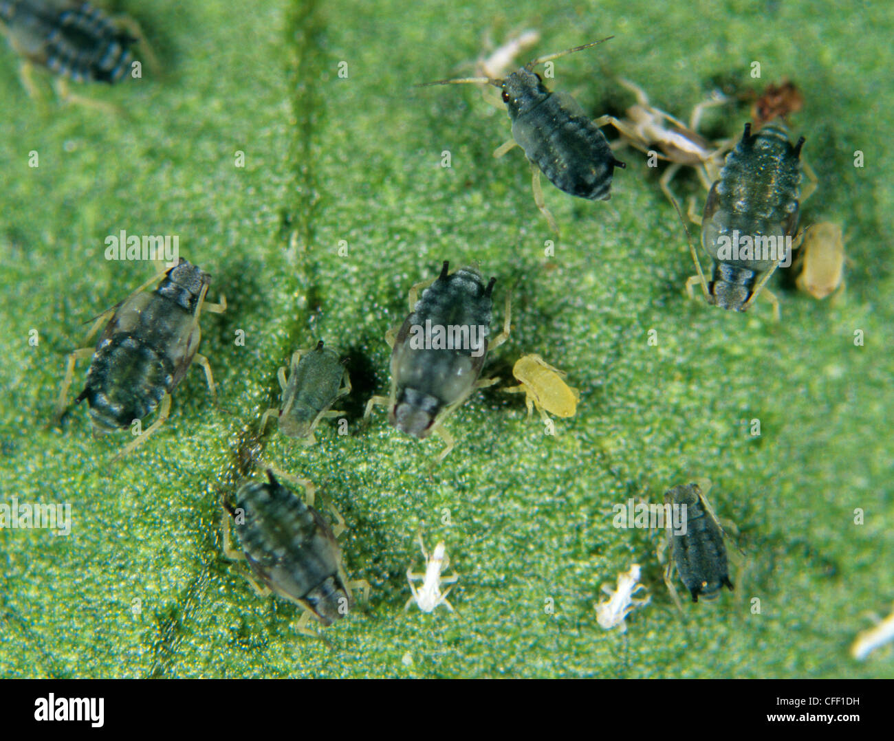 Cotton aphids (Aphis gossypii) on an ornamental plant leaf Stock Photo ...