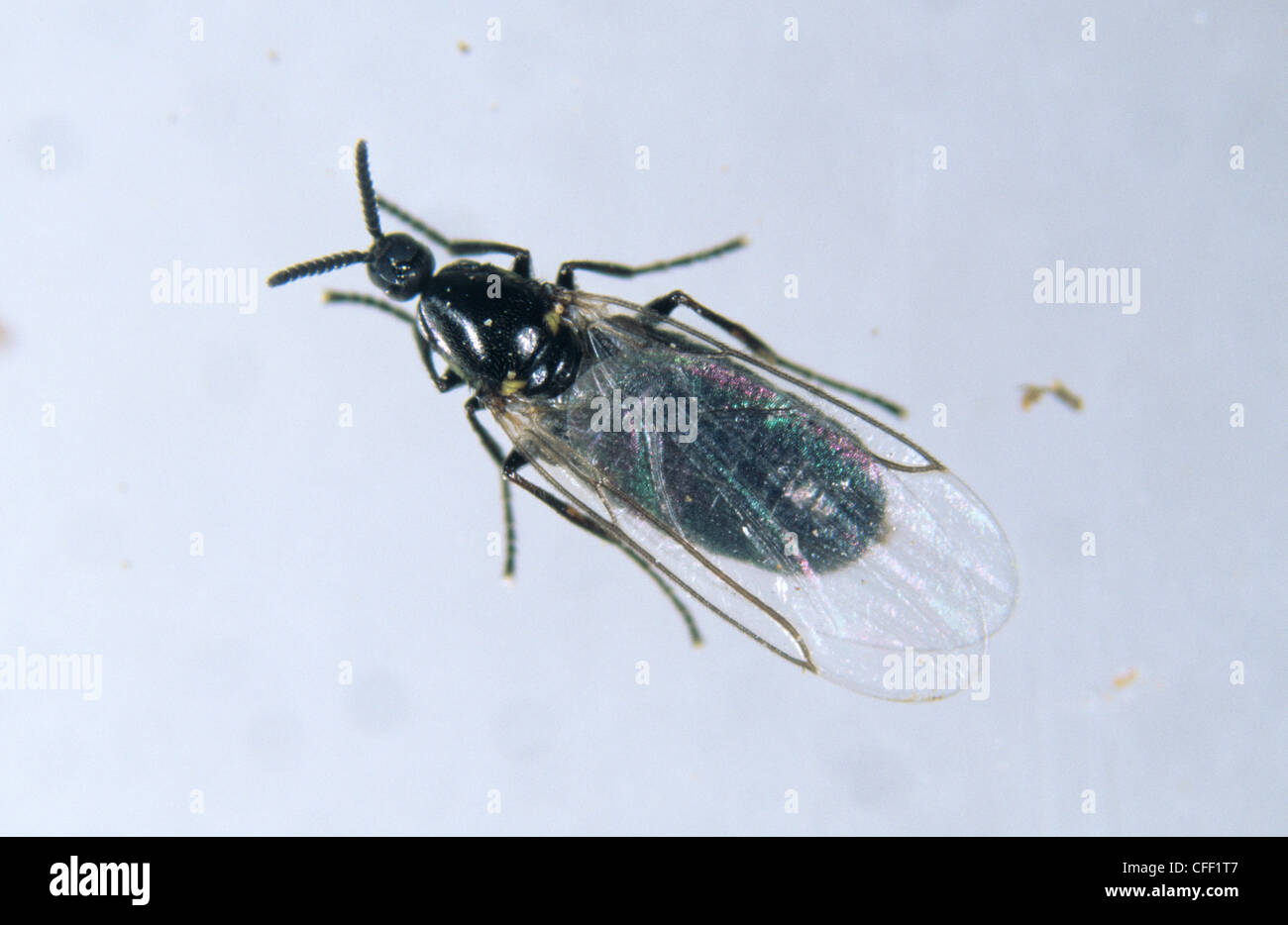 Fungus gnat hi-res stock photography and images - Alamy