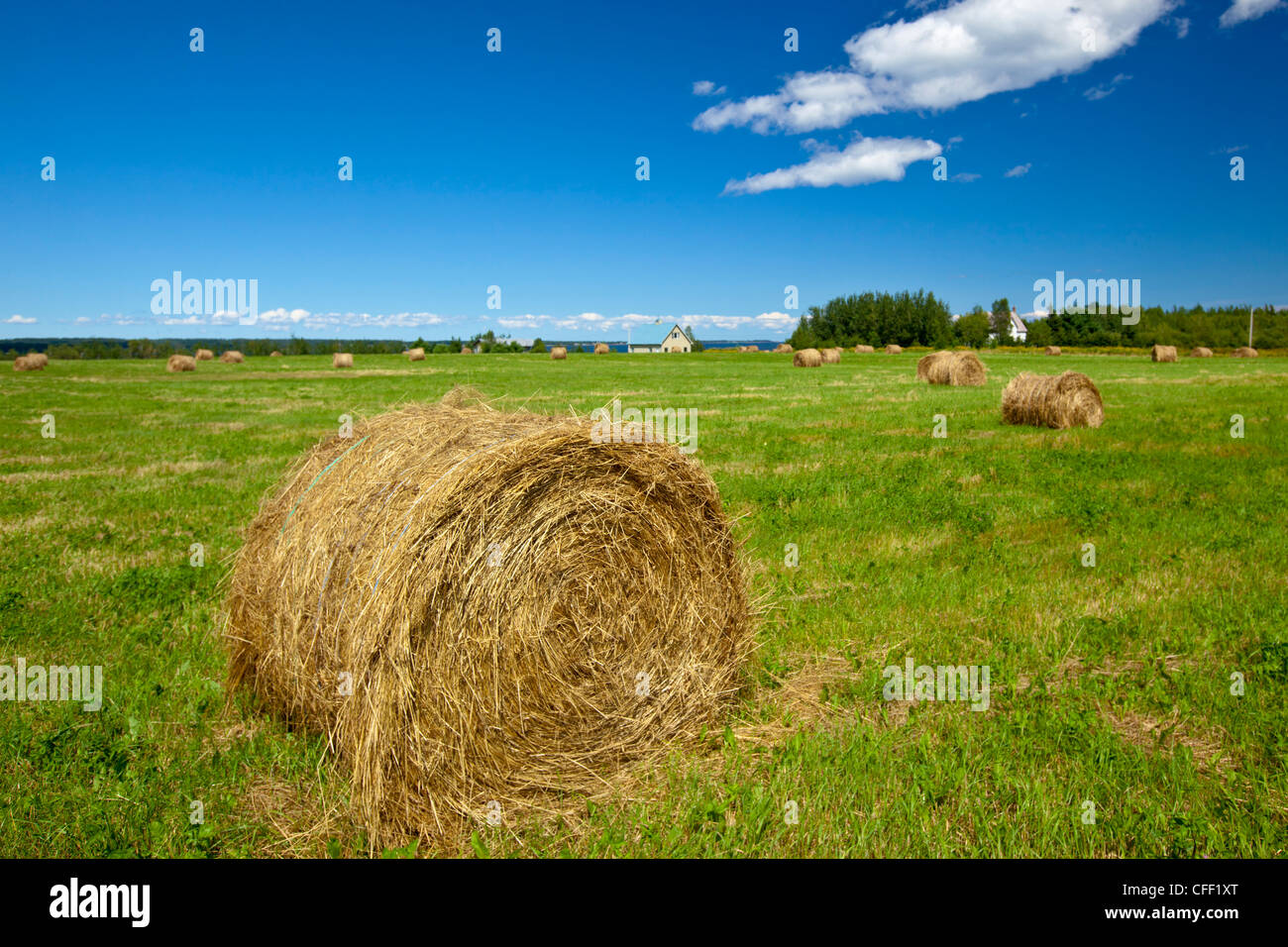 Baled hay near Wallace, Sunrise Trail, Nova Scotia, Canada Stock Photo ...