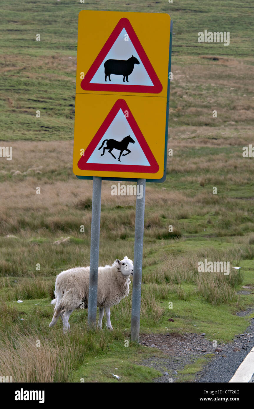 A Welsh ewe beside a motorist road warning sign in the Brecon Beacons ...