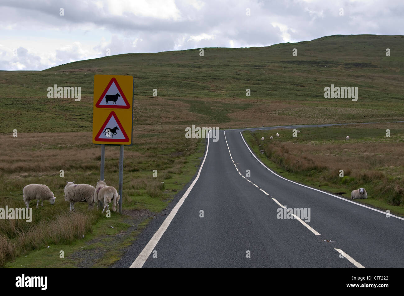 Sheep beside sign hi-res stock photography and images - Alamy