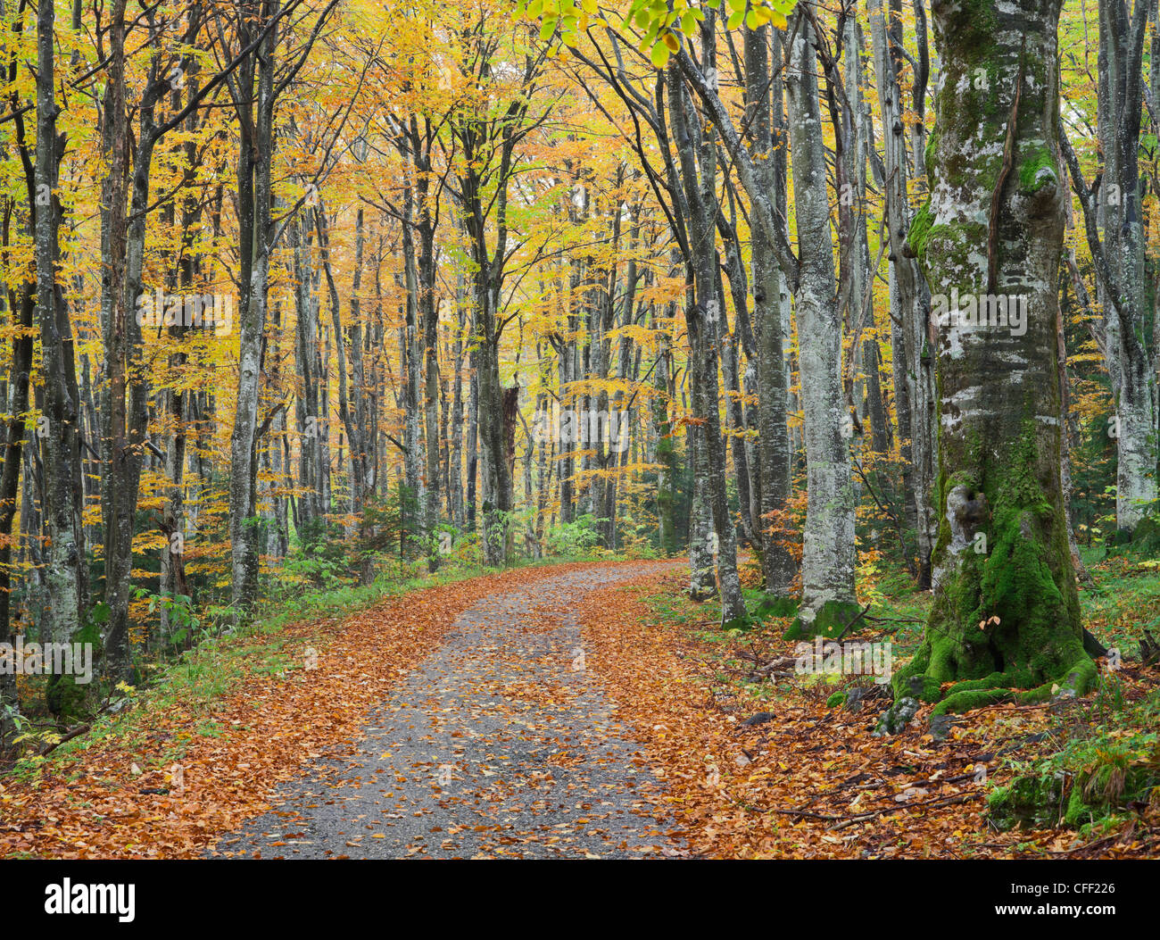 Croatia plivice autumn hi-res stock photography and images - Alamy