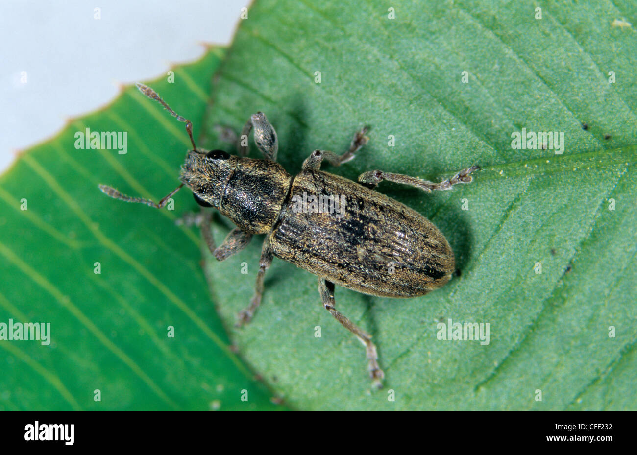 Bean Pest High Resolution Stock Photography and Images - Alamy
