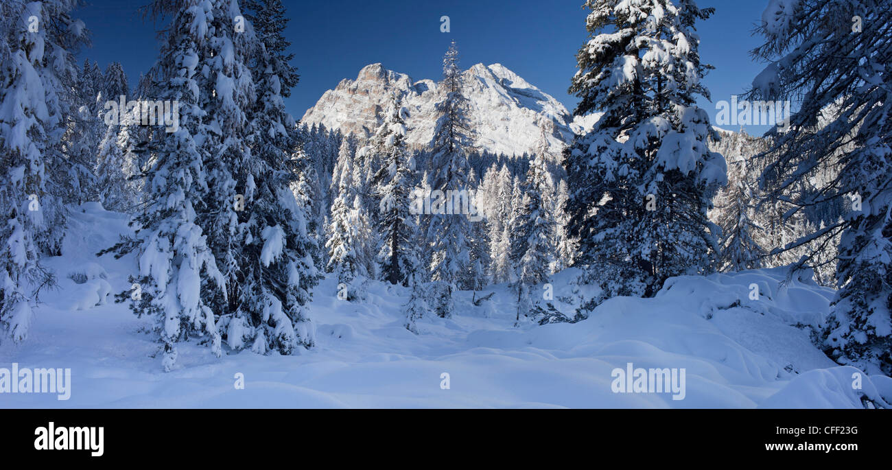 Spruce forest in front of Monte Cristallo mountain in the sunlight ...