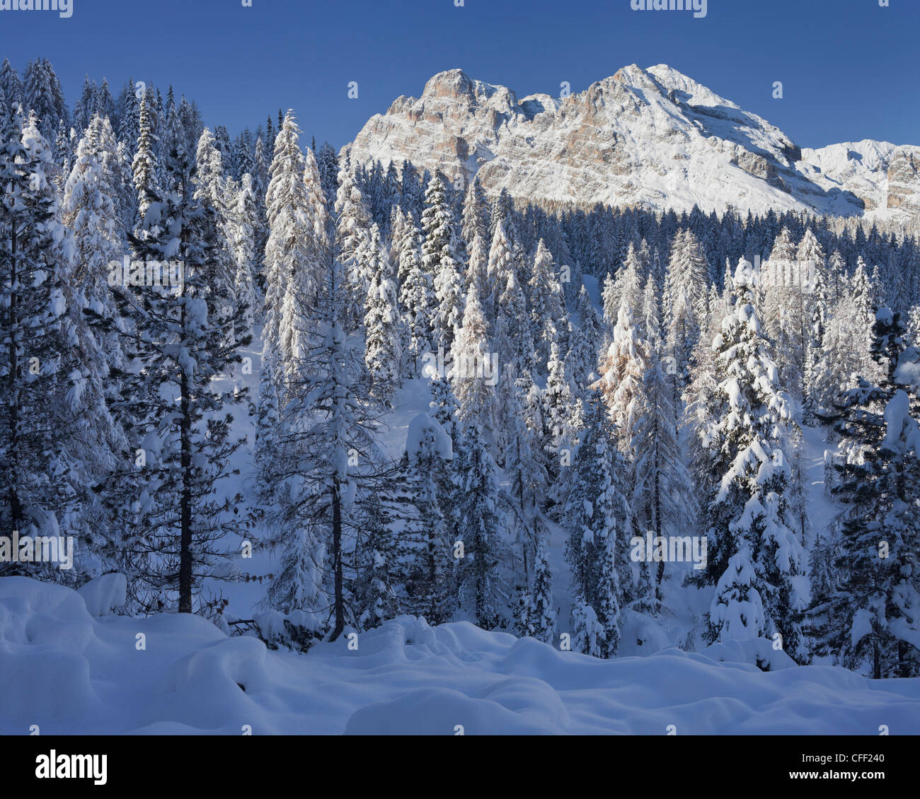 Spruce forest in front of Monte Cristallo mountain in the sunlight ...