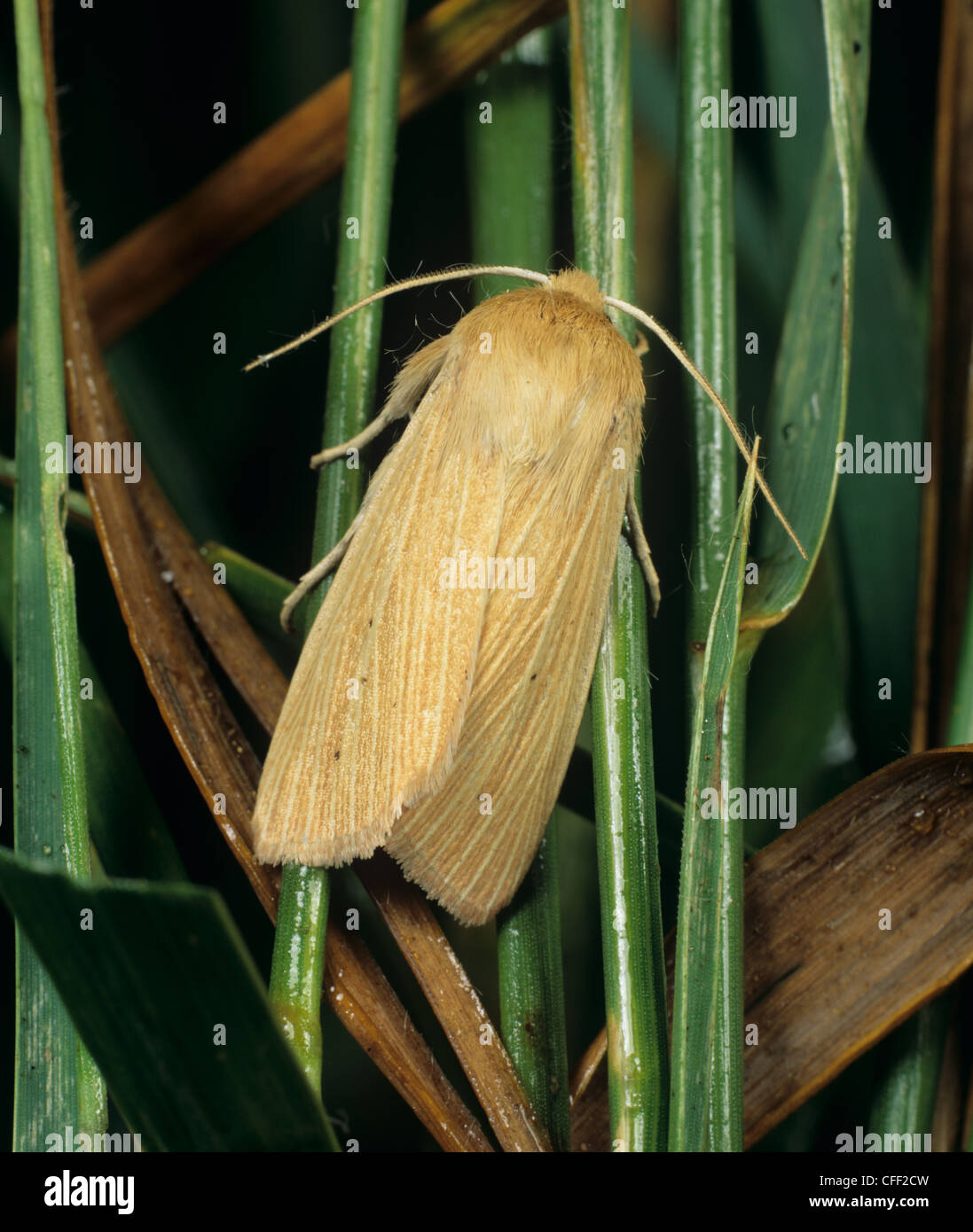 Common wainscot (Mythimna pallens) adult grassland moth Stock Photo - Alamy