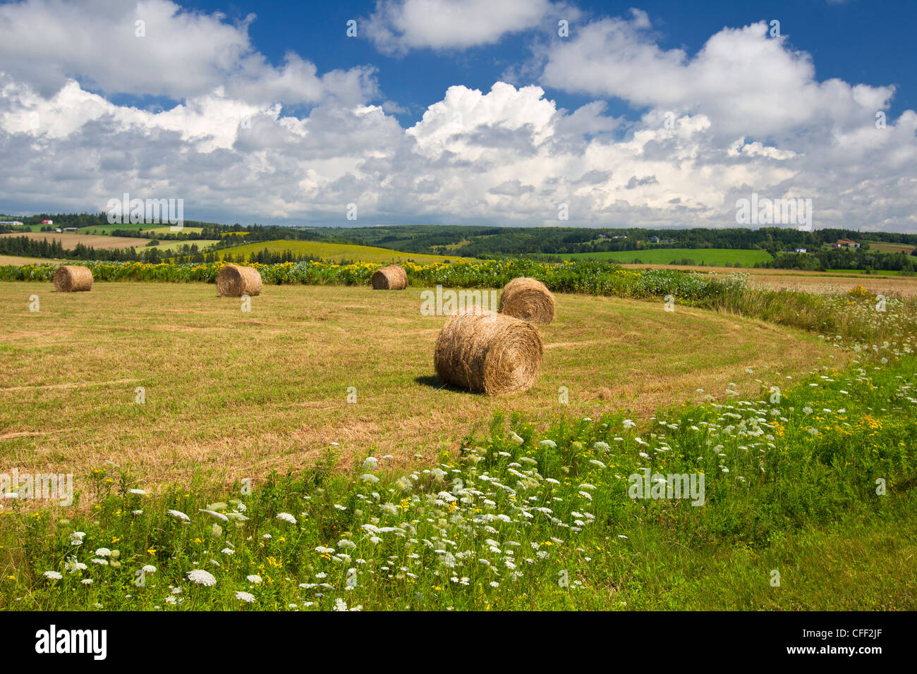 Field of hay bundles, Hampton, Prince Edward Island, Canada Stock Photo ...