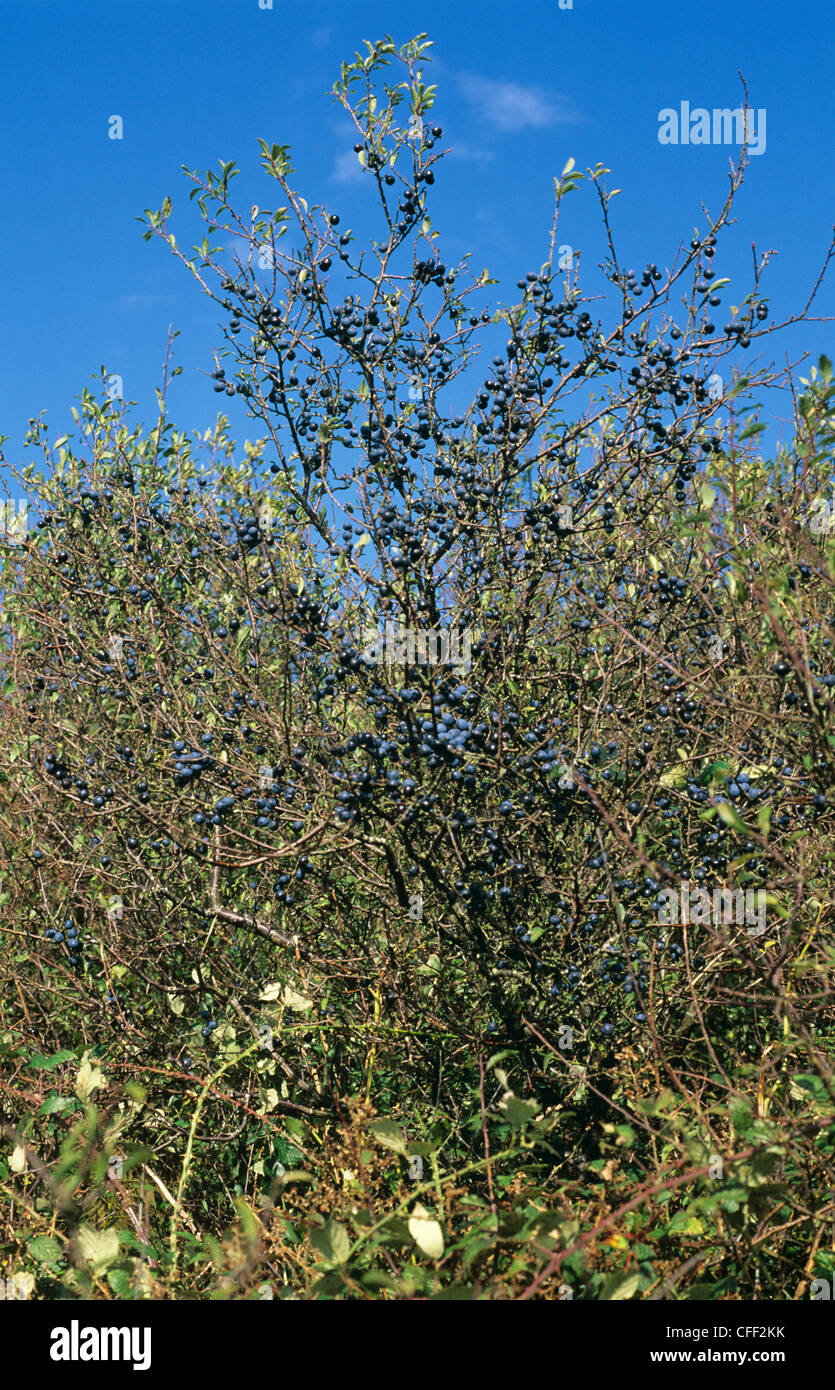 Prunus spinosa tree hi-res stock photography and images - Alamy