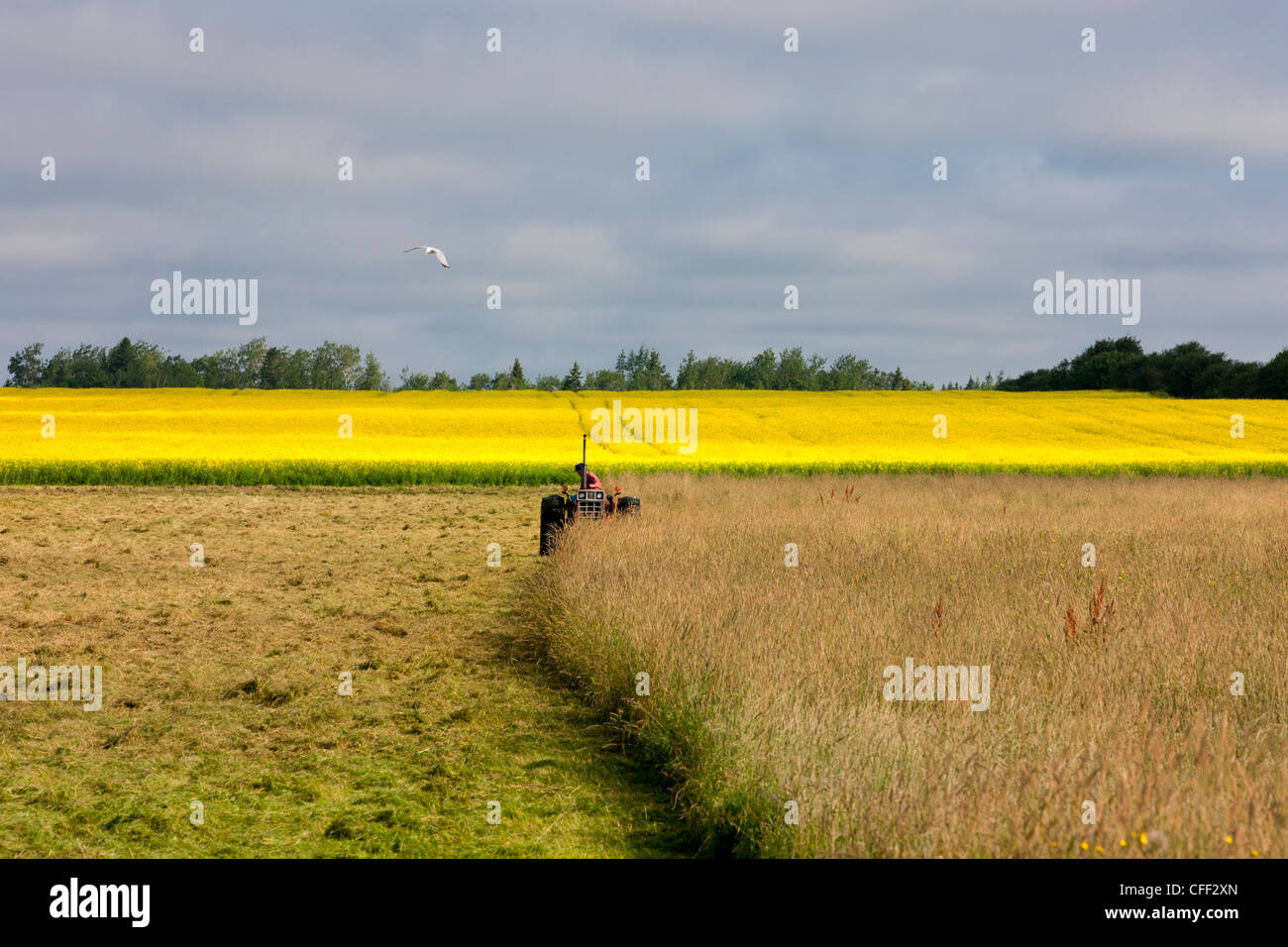 Farmer cutting crops hi-res stock photography and images - Alamy
