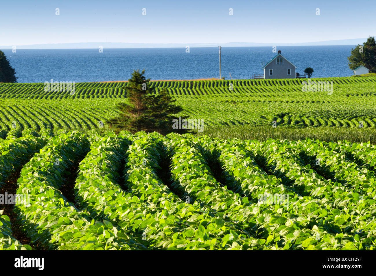 Bean field hi-res stock photography and images - Alamy