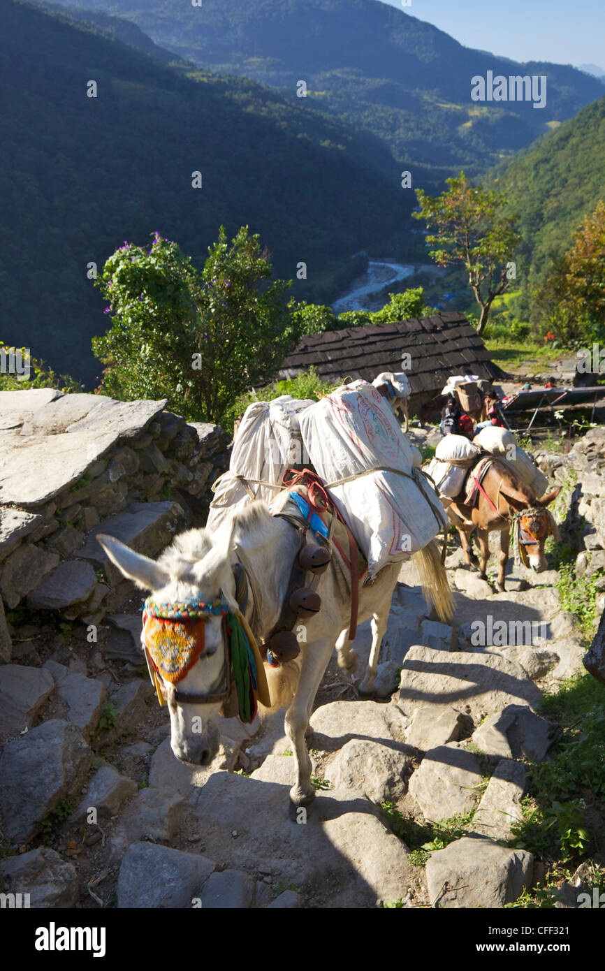 Mule train on trek from Ghandruk to Nayapul, Annapurna Sanctuary Region ...