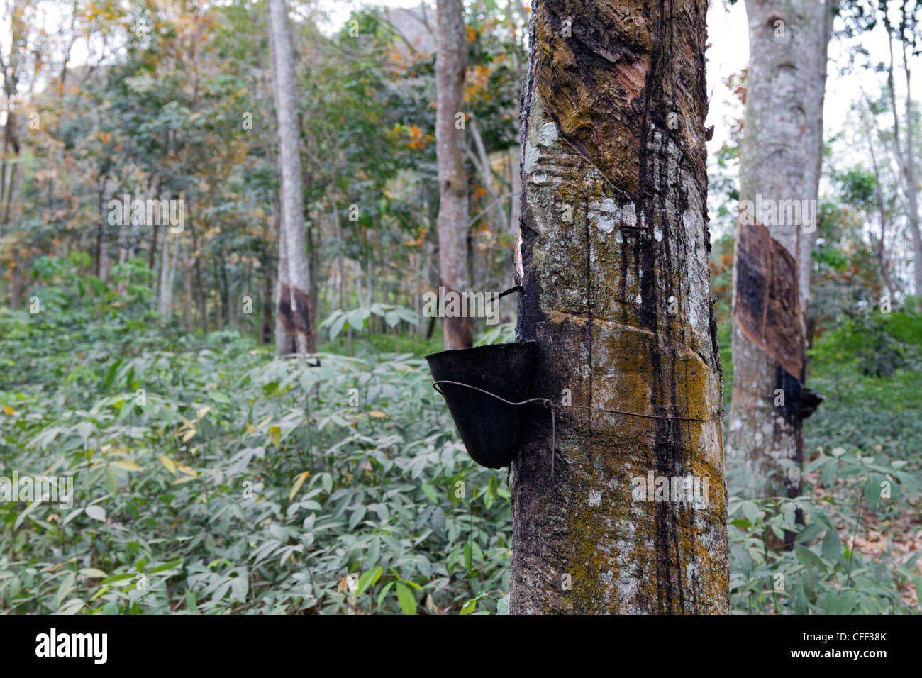 Ivory coast rubber plantation hi-res stock photography and images - Alamy