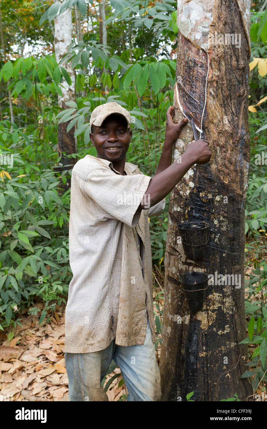 African rubber tree hi-res stock photography and images - Alamy