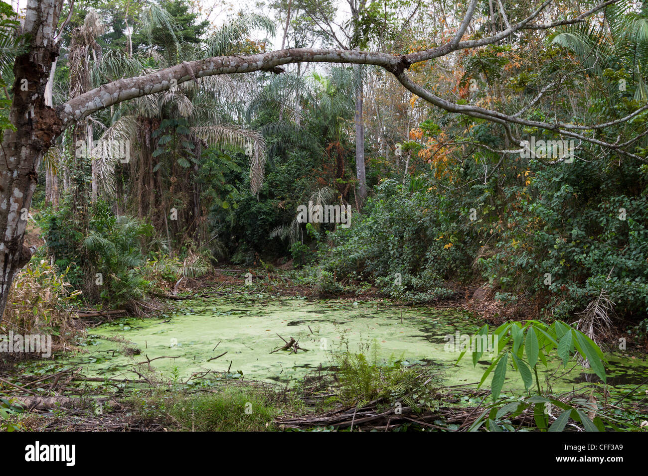Ivory coast forest hi-res stock photography and images - Alamy