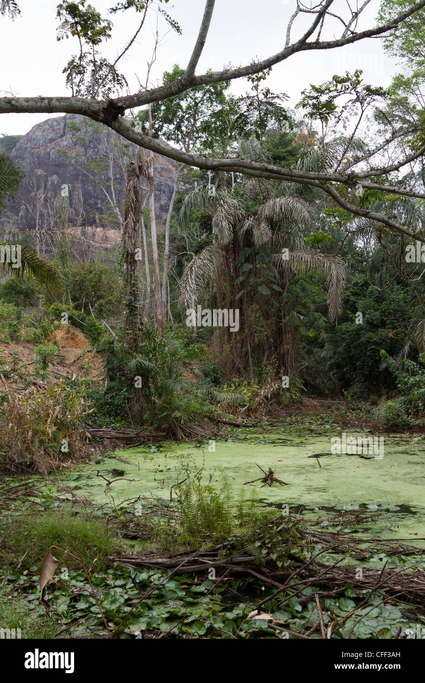 West africa rain forest hi-res stock photography and images - Alamy