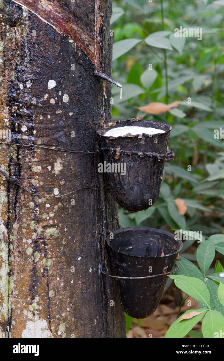 Latex being collected from a tapped rubber tree,Dukoue,Ivory Coast ...