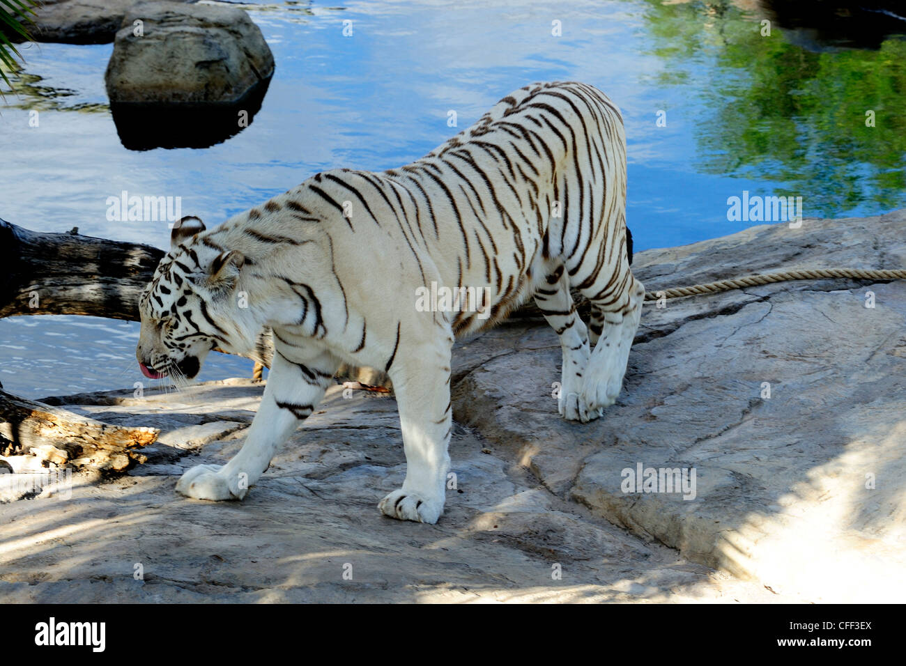Captive white tiger (panthera tigris tigris), Cango Wildlife Ranch near ...