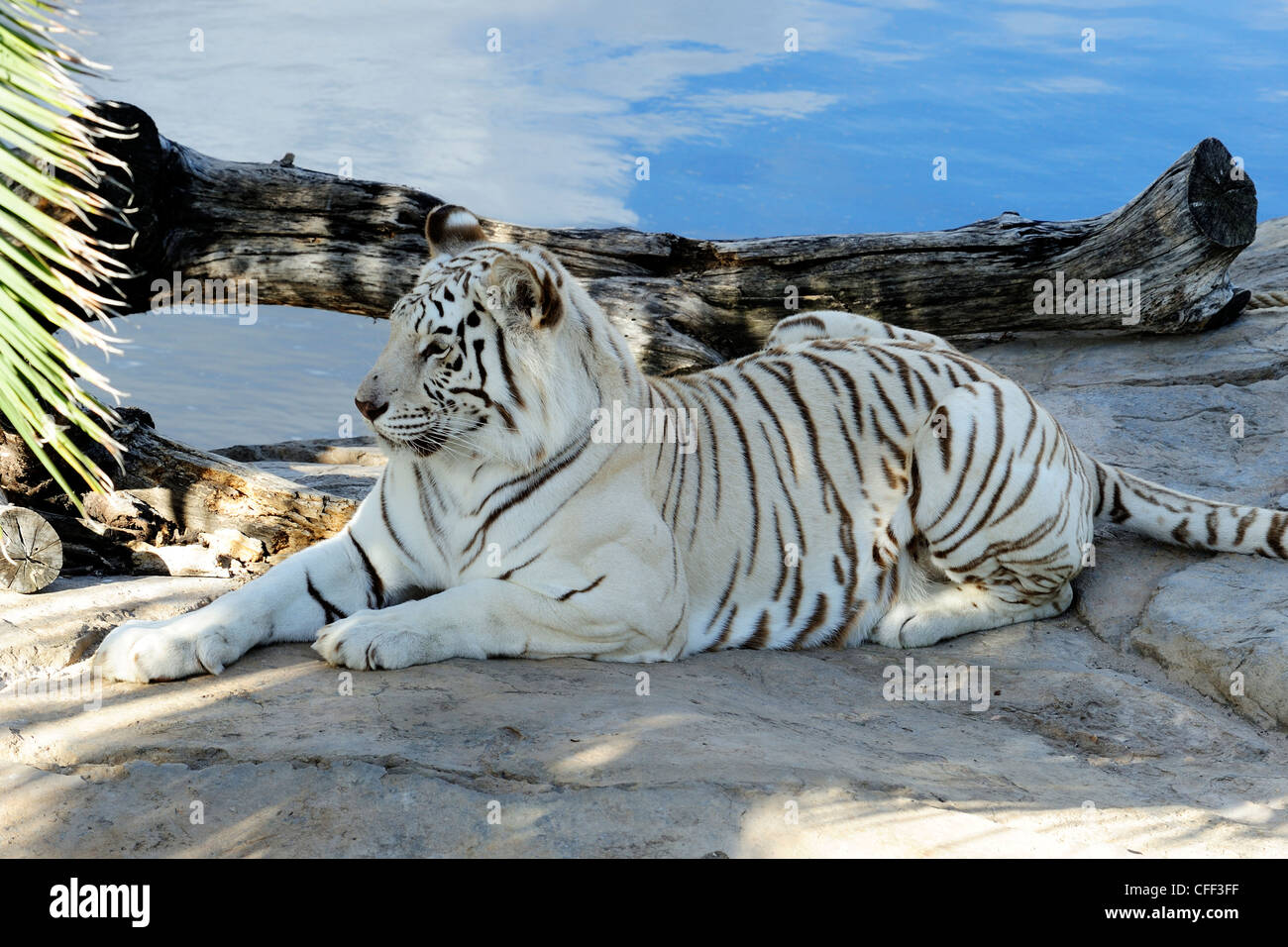 Captive white tiger (panthera tigris tigris), Cango Wildlife Ranch near ...