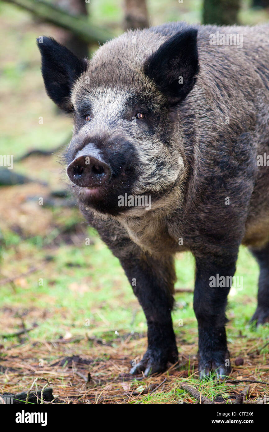 Wild Boar (Sus scrofa), Kent, England, United Kingdom, Europe Stock ...