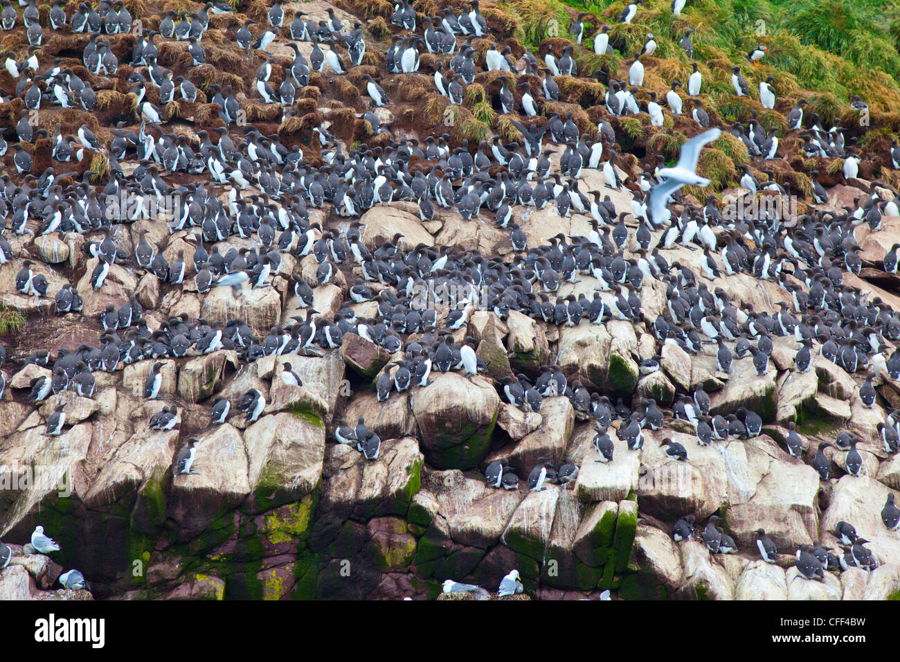 Common Murres (Uria aalge) nesting on Gull Island, Witless Bay ...