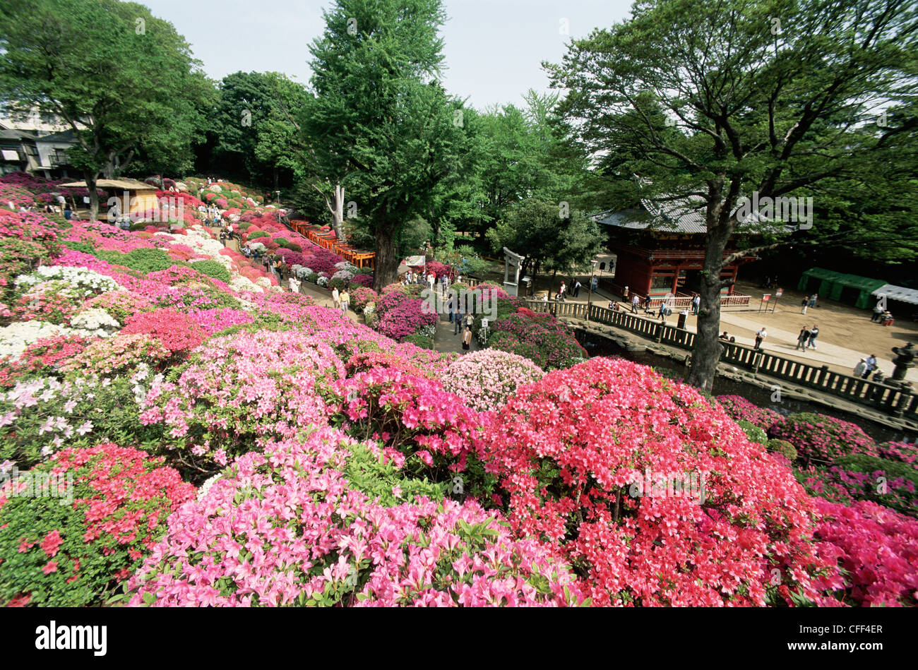 Japan, Tokyo, Nezu Shrine, The Azalea Garden Stock Photo - Alamy