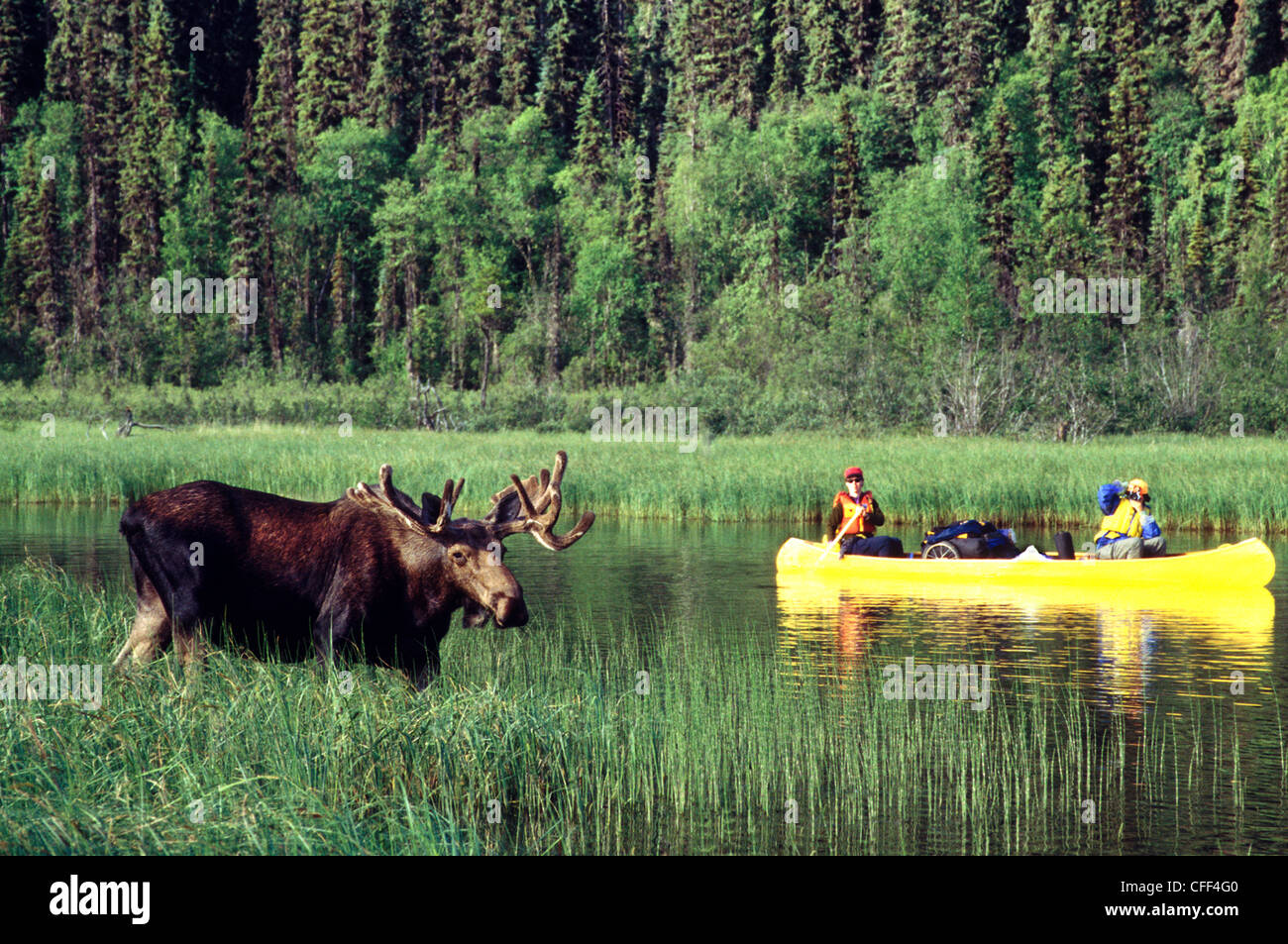 Wildlife viewing photographing bull moose canoe Stock Photo - Alamy