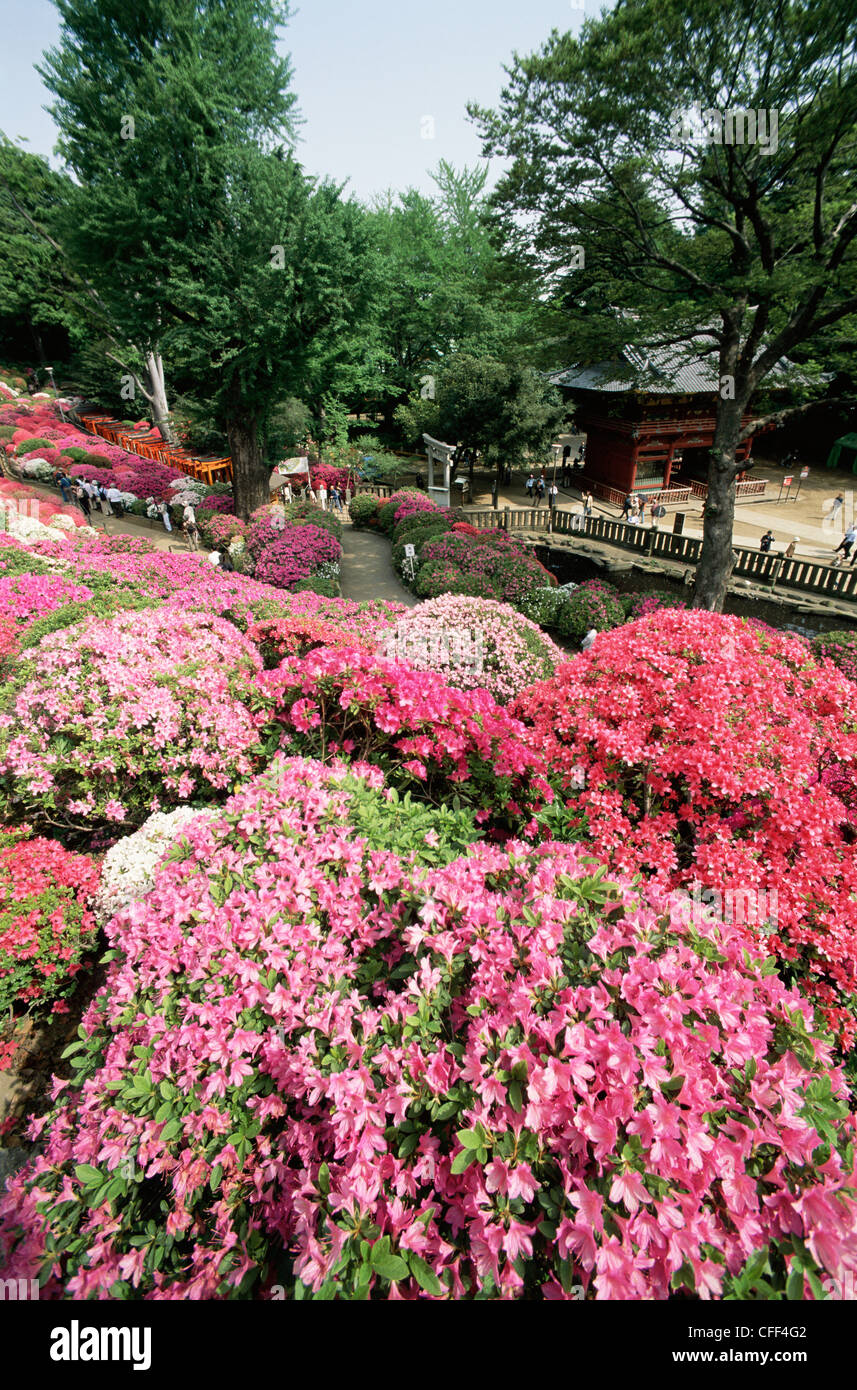 Japan, Tokyo, Nezu Shrine, The Azalea Garden Stock Photo - Alamy