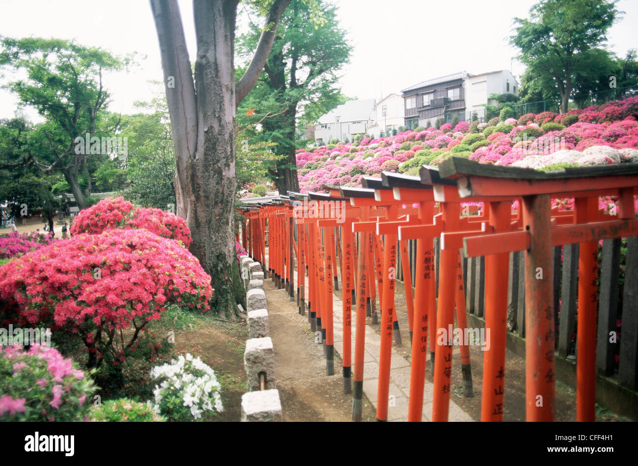 Japan, Tokyo, Nezu Shrine, The Azalea Garden Stock Photo - Alamy