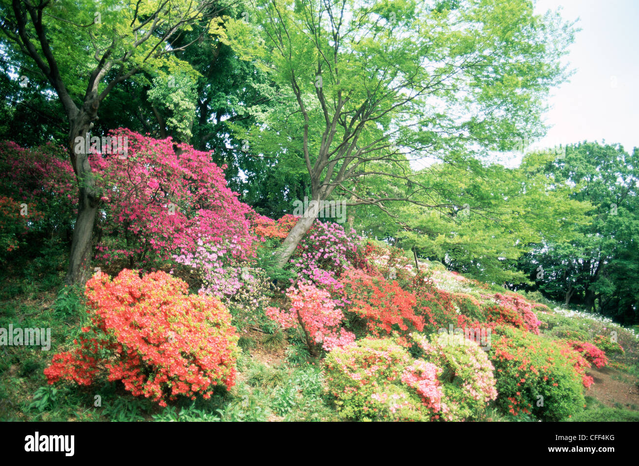 Japan, Tokyo, Rikugien Japanese Garden with Azaleas in Bloom Stock ...
