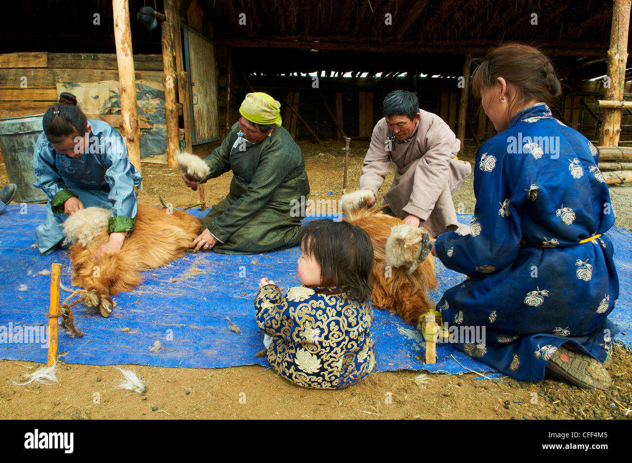 Mongolian nomads shearing cashmere off their goats, Province of ...