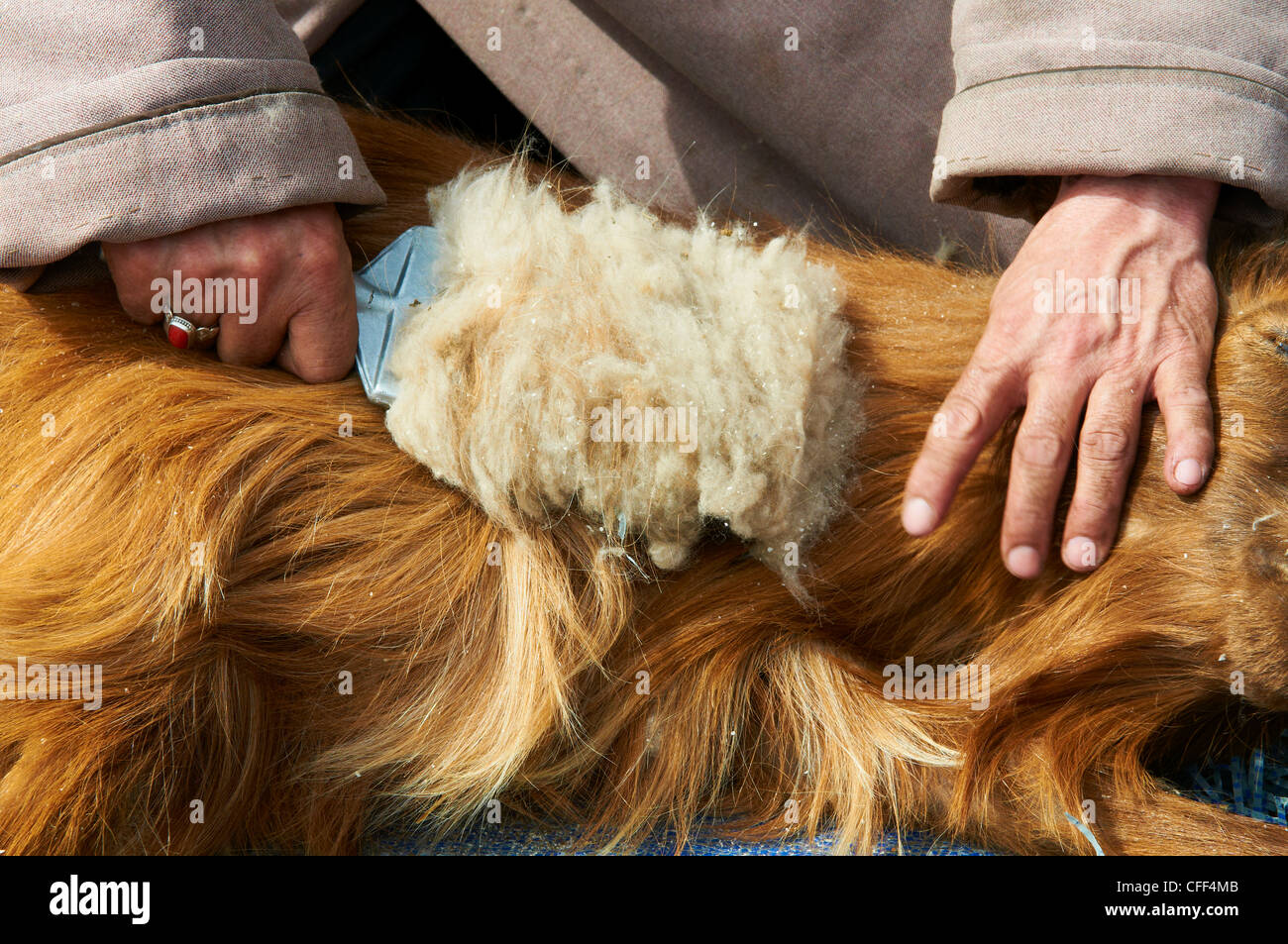 Mongolian nomads shearing cashmere off their goats, Province of ...