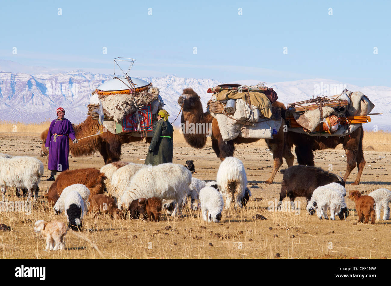 Transhumance flocks hi-res stock photography and images - Alamy