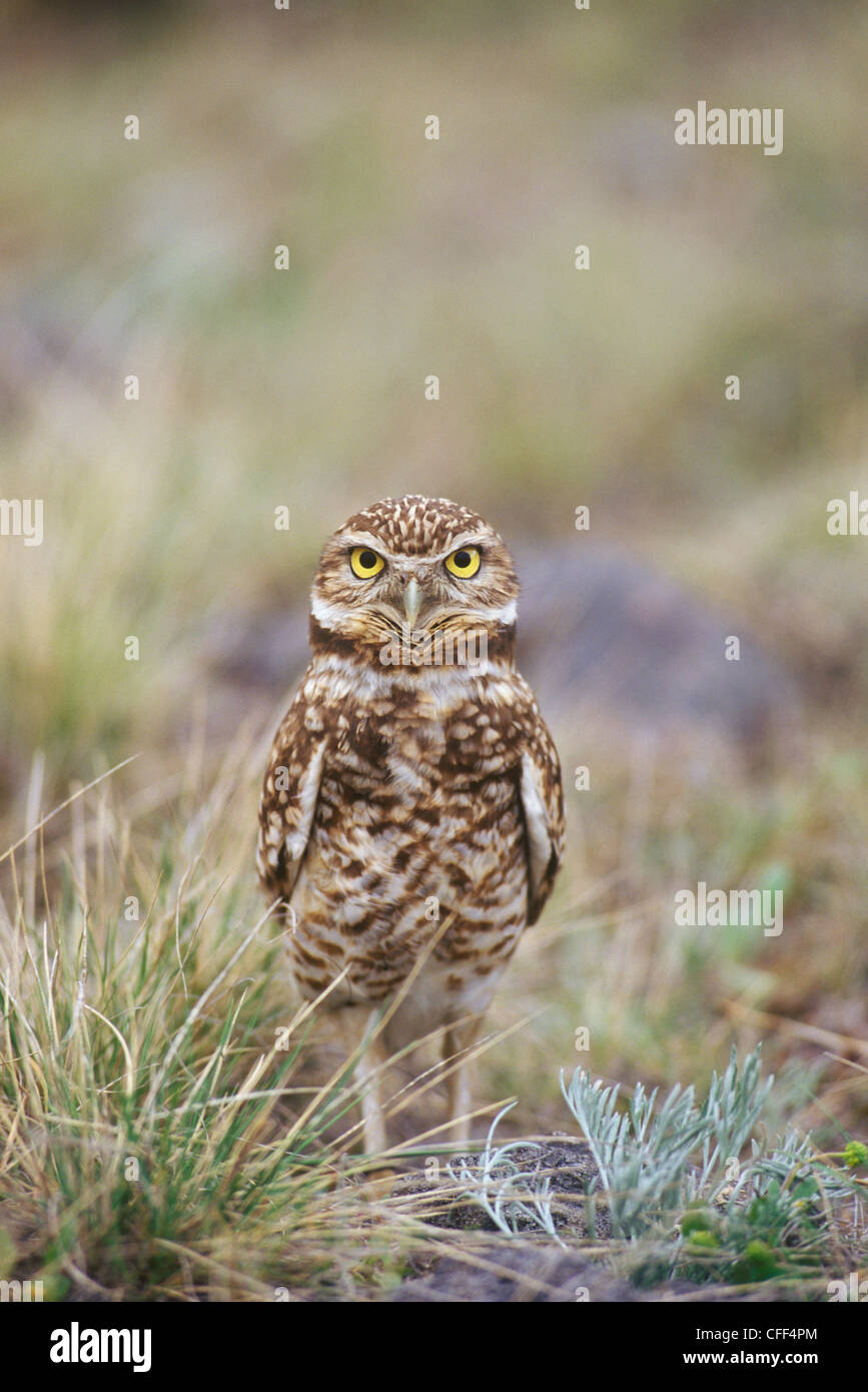 Burrowing owl, Endangered Species, Nicola Valley, British Columbia ...