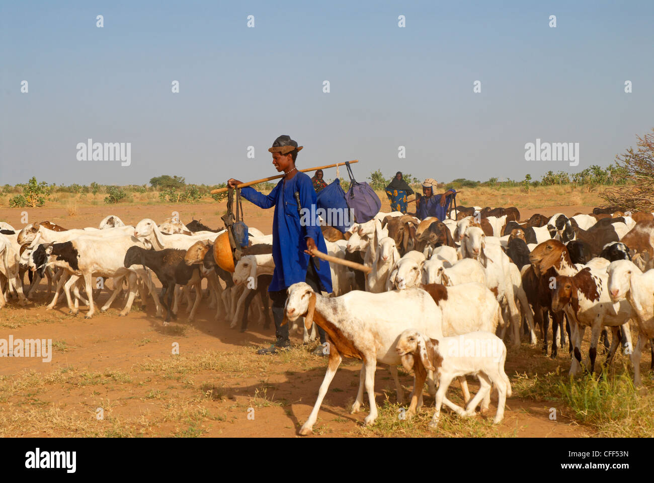 Wodaabe fulani nomad herd goats niger hi-res stock photography and ...