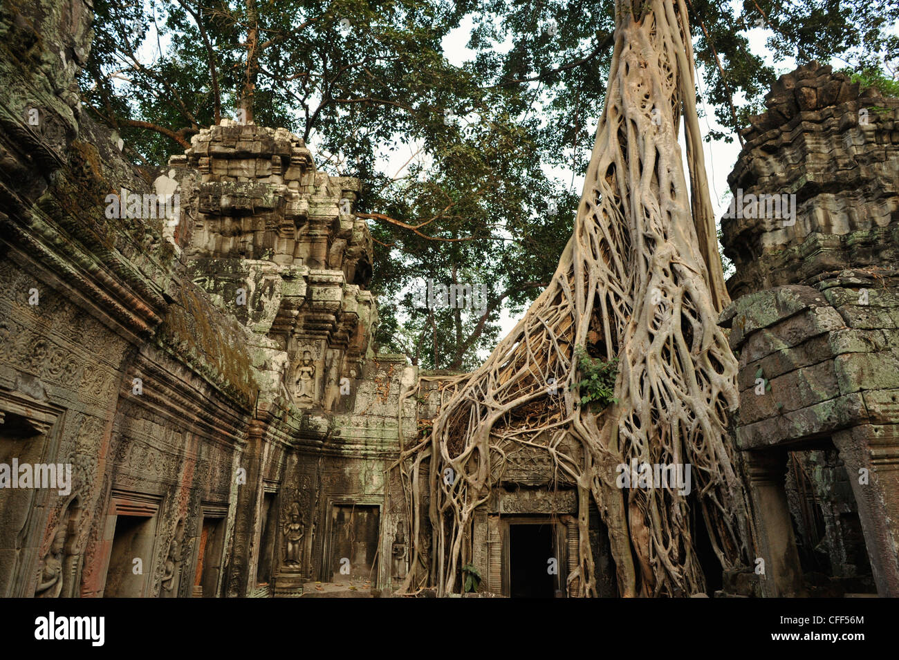 Ficus tree ornate roots hi-res stock photography and images - Alamy