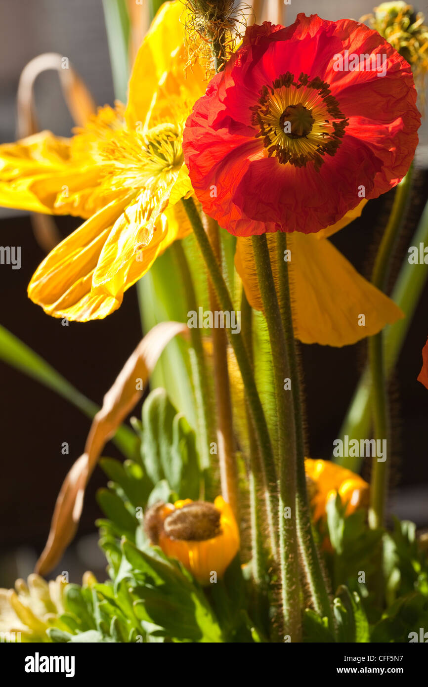 Close-up of flowers : Papaver (Poppy Stock Photo - Alamy