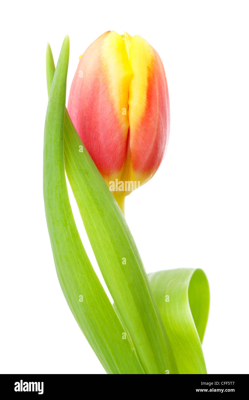 Head of Dutch tulip flower in closeup over white background Stock Photo ...