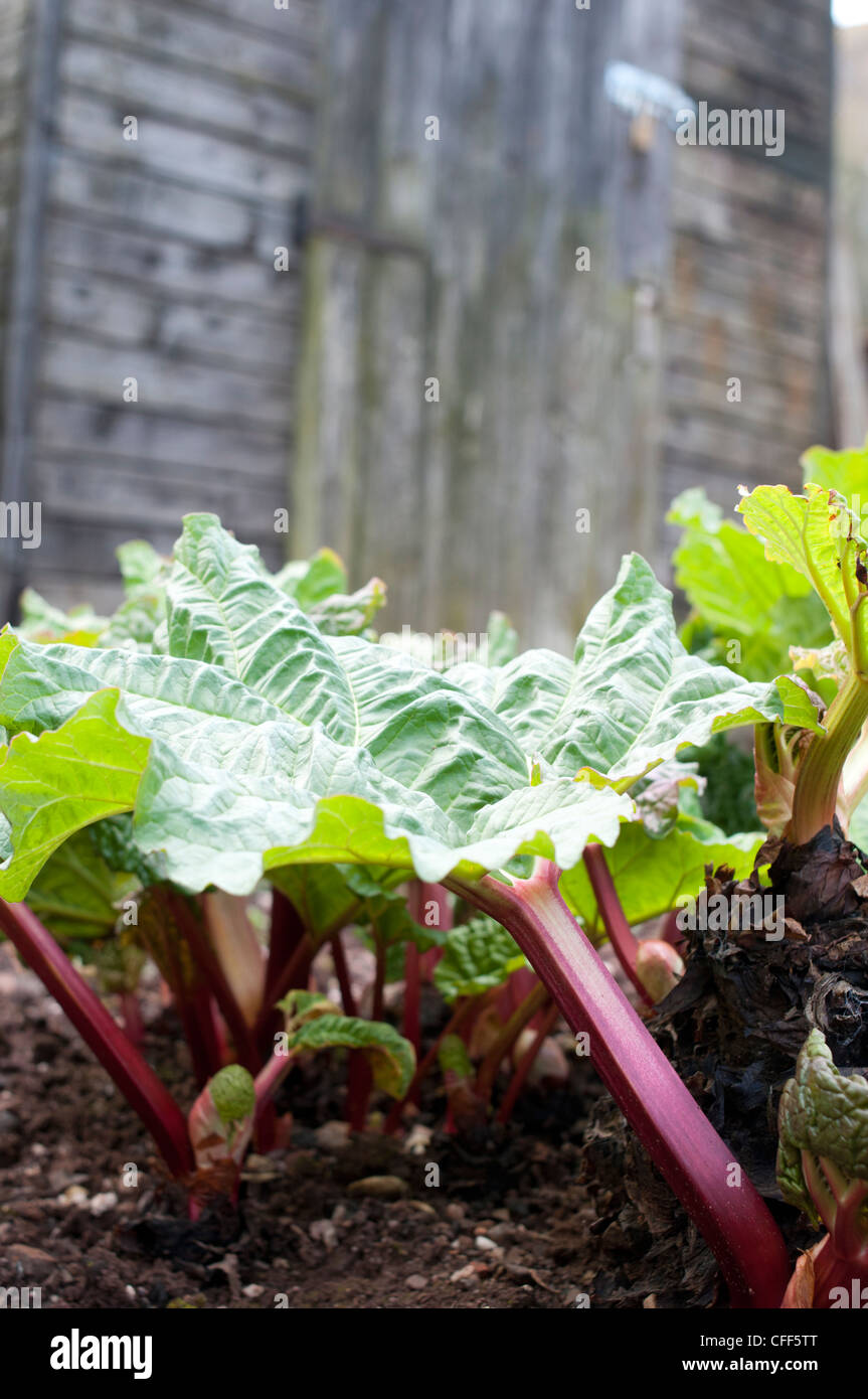Rhubarb plant hi-res stock photography and images - Alamy