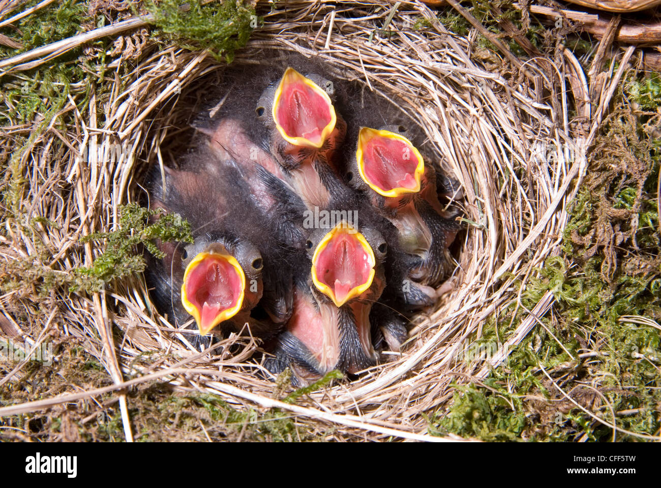 Dark eyed junco nest hi-res stock photography and images - Alamy